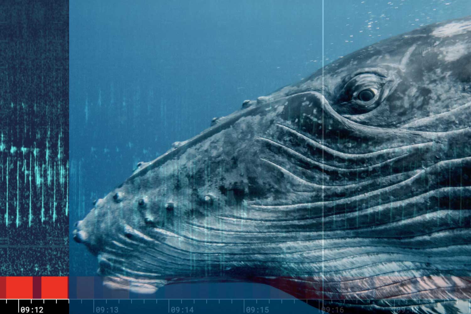 Exploring The Beauty And Mystery Of Whale Songs, Nature’s Greatest Hits ...