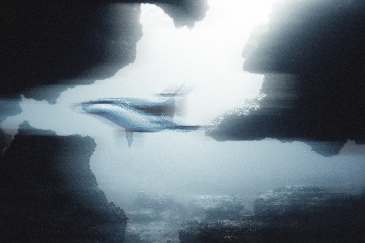 Remembering Roger Payne, Who Discovered Whale Songs | Sound of Life ...